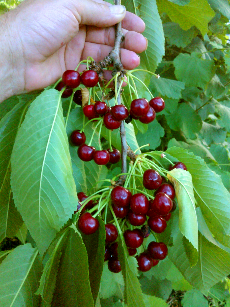 It’s Cherry Picking Time – Steve England Outdoor Learning