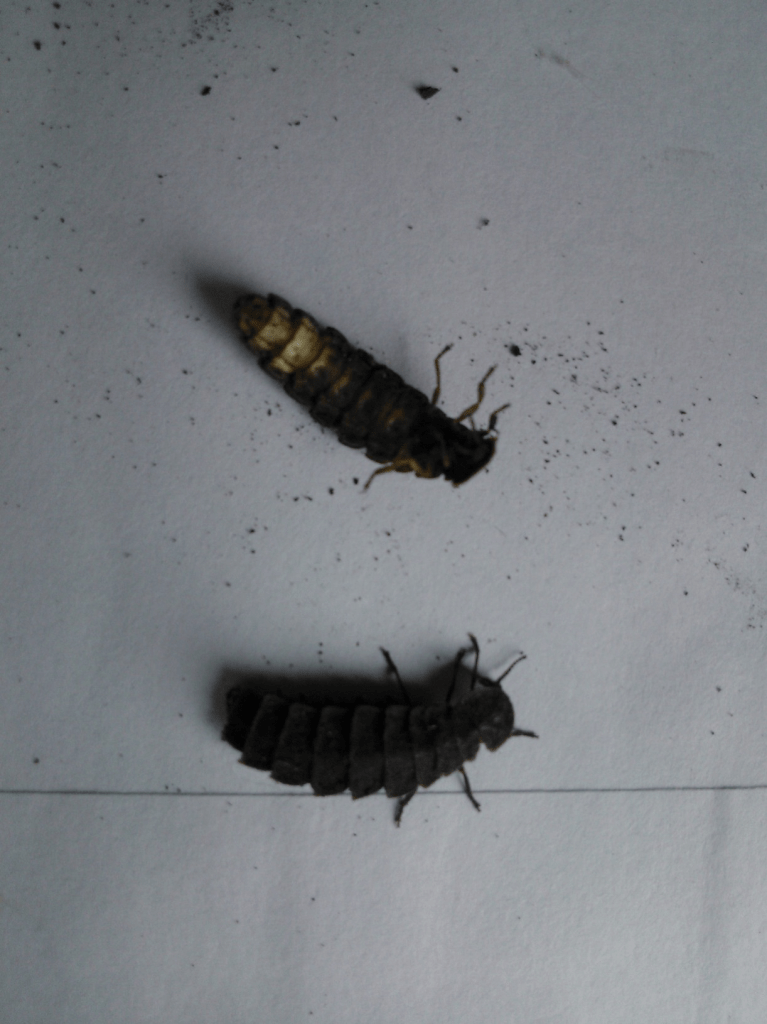 Glow worms – Steve England Outdoor Learning