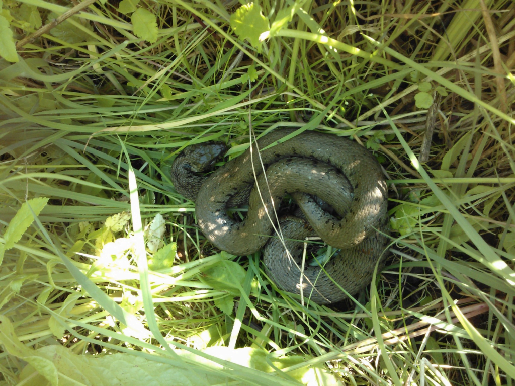 A Remarkable Grass Snake – Steve England Outdoor Learning